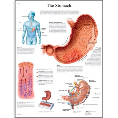The Stomach Laminated Chart 1001546 3b Scientific Stomach Anatomy Poster Anatomy Anatomy