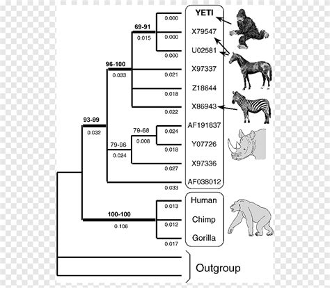 Human Cladogram