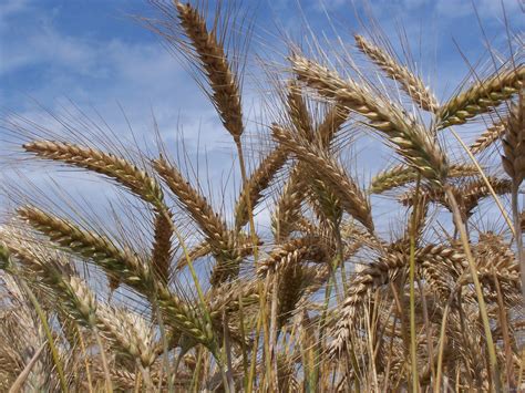 Pflanzenschutzmittel Triticale Acucel