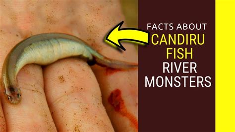 Candiru Fish River Monsters Amazing Facts About Candiru Fish Feeding