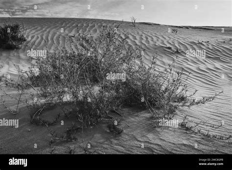 Horizontal Image Of The Grass Growing In The Desert Of Inner Mongolia