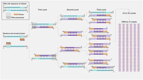 Mutations On Both Strands Of A Plasmid Using Q5 Mutagenesis Researchgate