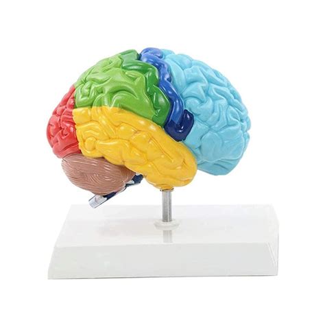 The Brain Model Of The Human Right Brain Function Model Of Human Brain Medical Color Brain Half