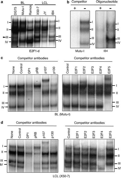 Analysis Of Dna Binding Species That Interact With The Distal E2f Download Scientific Diagram