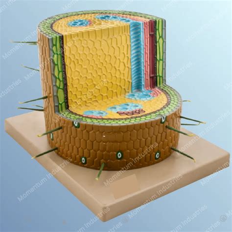 Fiber Mi Dicotyledonous Stem Anatomy Model For Laboratory At ₹ 3450