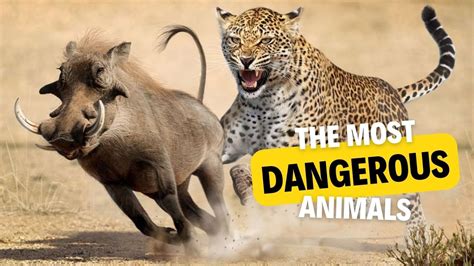 The 5 Most Dangerous Animals In The World Eoys
