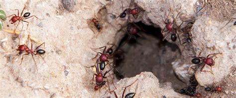 Understanding A Fire Ant Colony