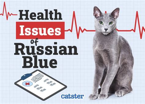 Russian Blue Cat Health Problems 7 Vet Reviewed Issues Catster