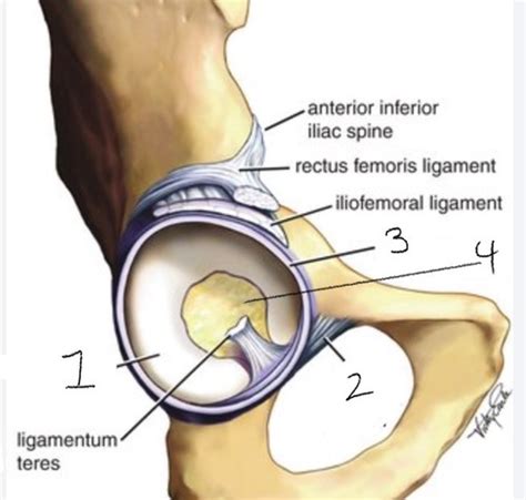 Unit 2 Lecture 4 Flashcards Quizlet