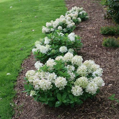 Quick Fire® Hydrangea Trees For Sale