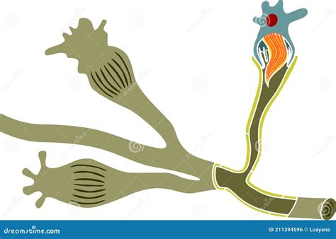 Flatworm Flame Cell Structure Of Element Of Excretory System With Title Protonephridia Of