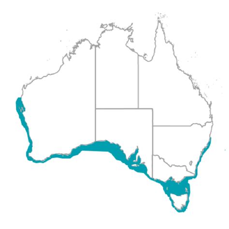 2 Distribution Map Of Australian Herring Download Scientific Diagram