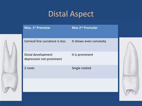 Upper Second Premolar Ppt