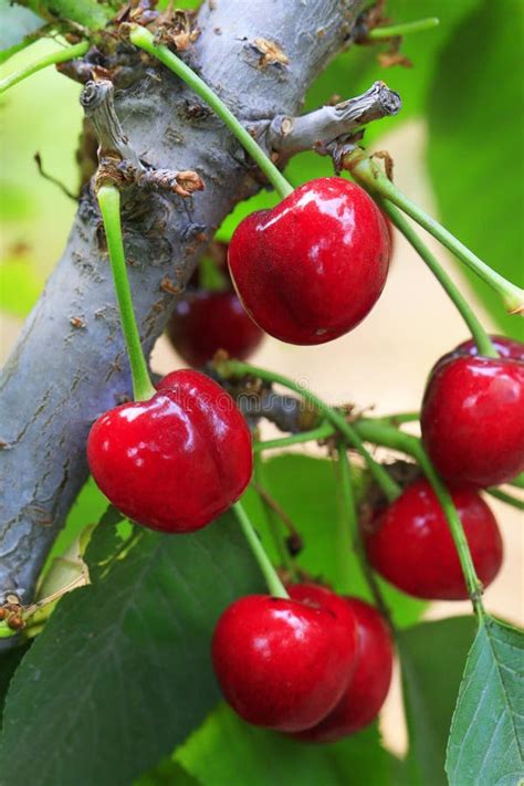 Large Cherry Stock Image Image Of Food Gardening Mature 325021439