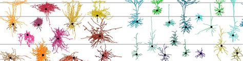 The Tree Of Cortical Cell Types Describes The Diversity Of Neurons In