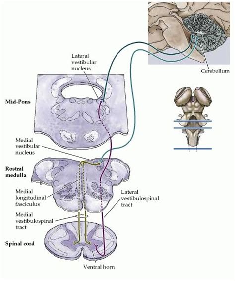 Vestibular Nucleus Tract