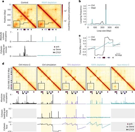 Models Of 3d Chromatin Folding In The Presence Or Absence Of Rnapii A