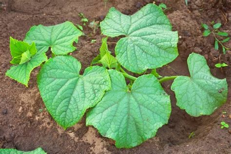 What Kind Of Soil Do Cucumber Plants Like