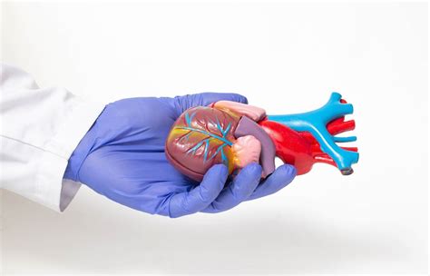 Heart Surgery Types Recovery And Outlook Apollo Hospitals Blog