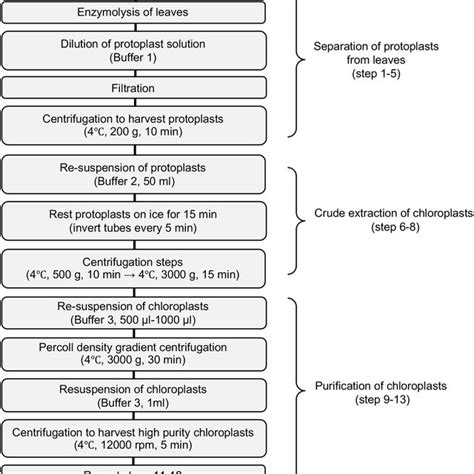 Flowchart Showing The Major Steps For The Isolation Of High Purity