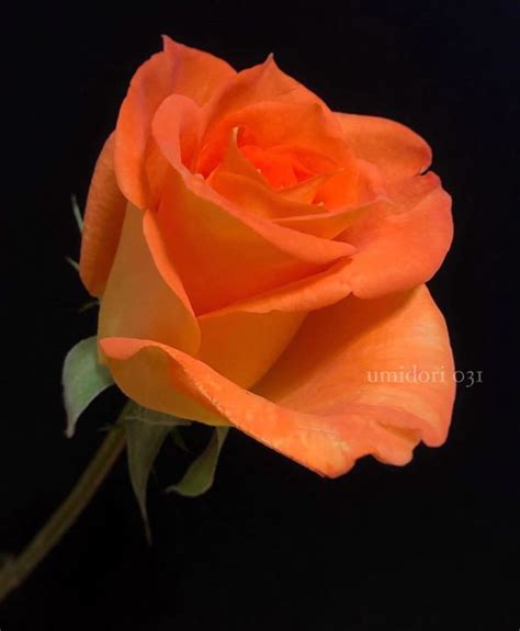 Pin By Rupal Verma On Classically Stylish Beautiful Flowers