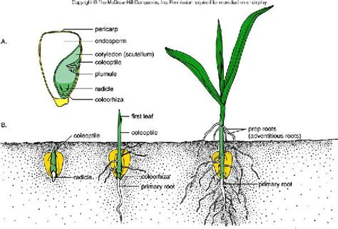 Monocot Seedplant Growth Seeds Pinterest Plant Growth Monocot Seedplant Growth Seeds Pinterest Plant Growth