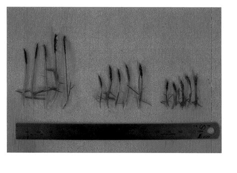 Zoysiagrass Plant Tmx Eureka Patsnap