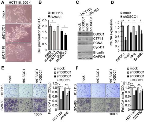 Dna Replication And Sister Chromatid Cohesion 1 Dscc1 Of The Replication Factor Complex Ctf18