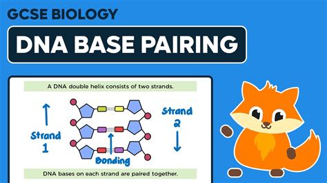 Dna Base Pairing Gcse Biology Youtube