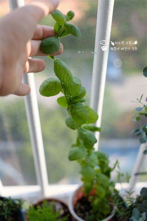 식용 허브애플민트 키우기 물주기가지치기and 번식 그후진딧물 네이버 블로그 식용 허브애플민트 키우기 물주기가지치기and 번식 그후진딧물 네이버 블로그