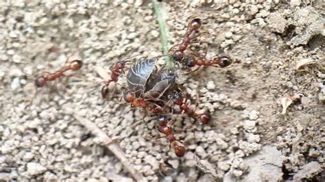 Manica Rubida Vs Isopod Album On Imgur