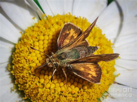 Skipper And Daisy Photograph By Mitch Shindelbower Fine Art America
