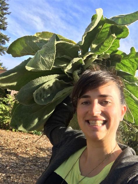 Herbal Uses Of Mullein Herbalism Herb Tinctures Healing Herbs