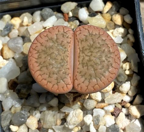 Shpr12073 Lithops Hookeri Cactus Online
