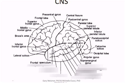 Temporal Lobe Diagram Quizlet