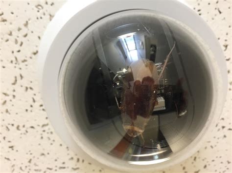 This Cockroach Died In Our Security Camera Rfunny