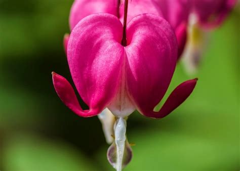 Premium Photo Bleeding Heart