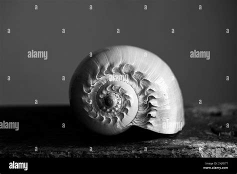 A Black And White Photograph Of A Chambered Nautilus Shell Nautilus Pompilius Shows A Beautiful