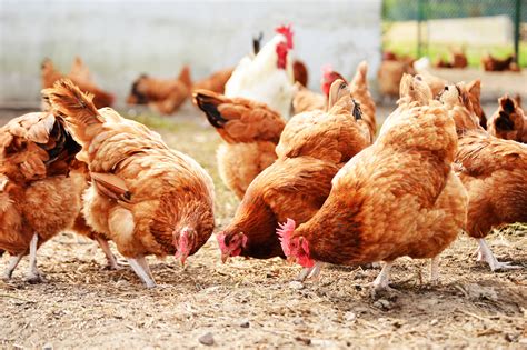 Free Range Chickens Need Feed At Katie Collado Blog