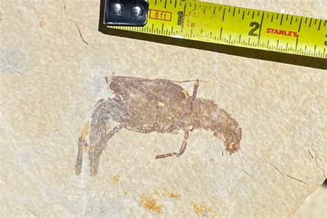 Green River Formation Fossils Fossil Lake Safari Wyoming Fossil Hunting