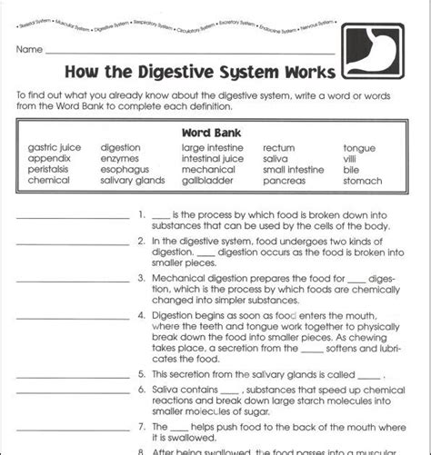 Worksheet For Nervous System Printable Calendars At A Glance