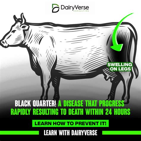 Black Quarter Disease In Cattle Causes Symptoms Prevention And