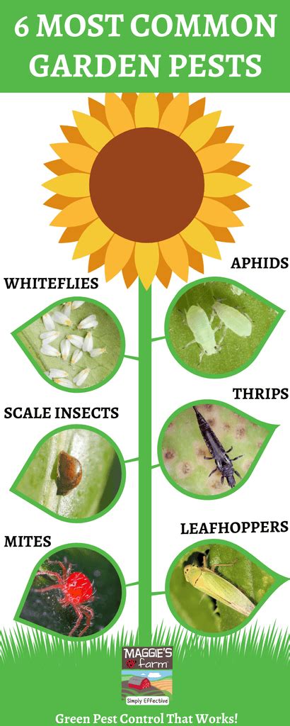 Common Garden Pests Maggies Farm Ltd