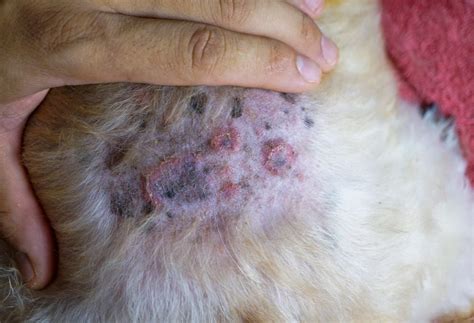 What Should I Do If My Standard Poodle Has Skin Irritation Or Rash