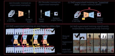 Self Supervised Decoder Training A We Train A Video To Fmri Encoder Download Scientific