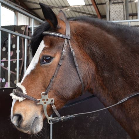 How Does A Hackamore Work