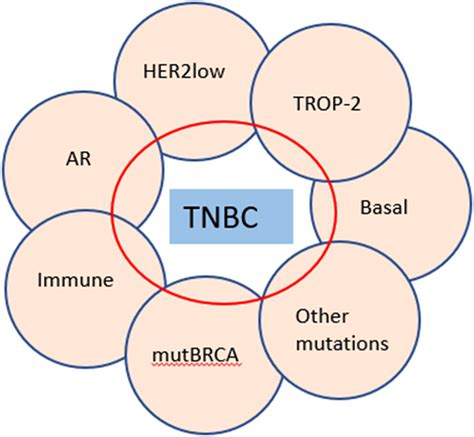 Triple Negative Breast Cancers An Obsolete Entity Clinical Breast Cancer