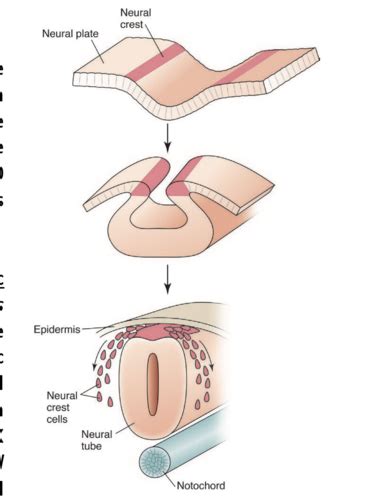 Brain Development And Repair Nhb Flashcards Quizlet