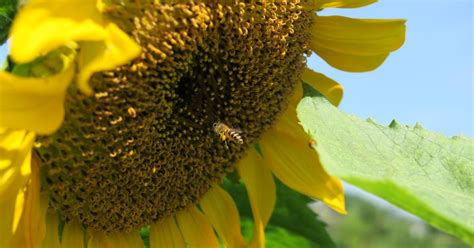 Bees And Pesticides In Southeast Asia Heinrich Böll Foundation Southeast Asia