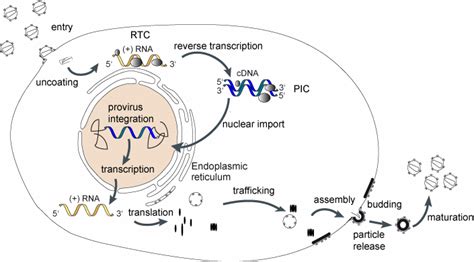 2 Replication Cycle Of Hiv 1 Schematic Drawing Of The Major Steps Download High Quality